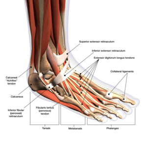 Understanding the Importance of your Feet in the Kinetic Chain ...